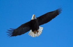 The 20 Verses You Love Most: #10 Flying High - Liz Curtis Higgs